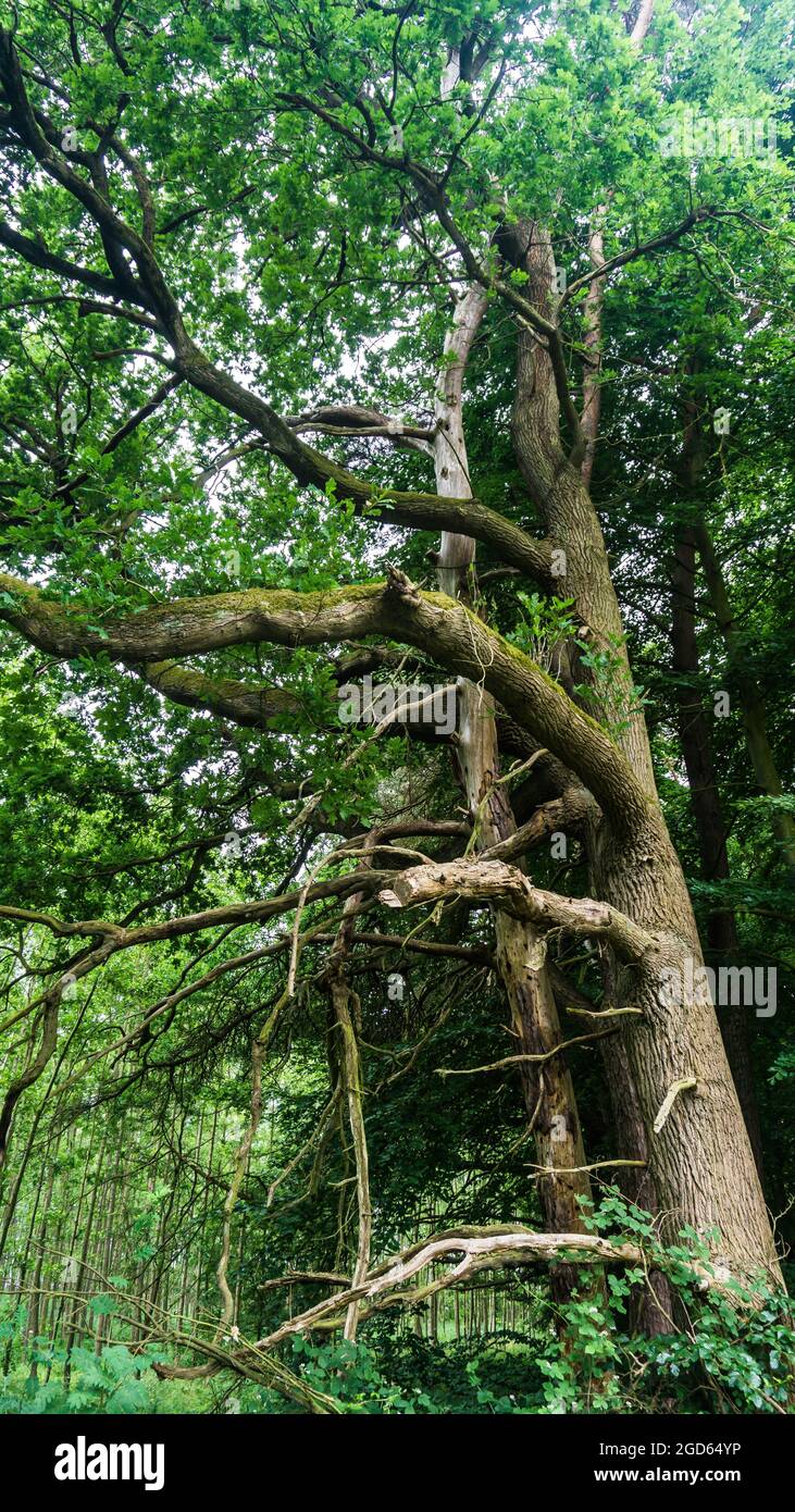two trees standing very close to each other Stock Photo - Alamy