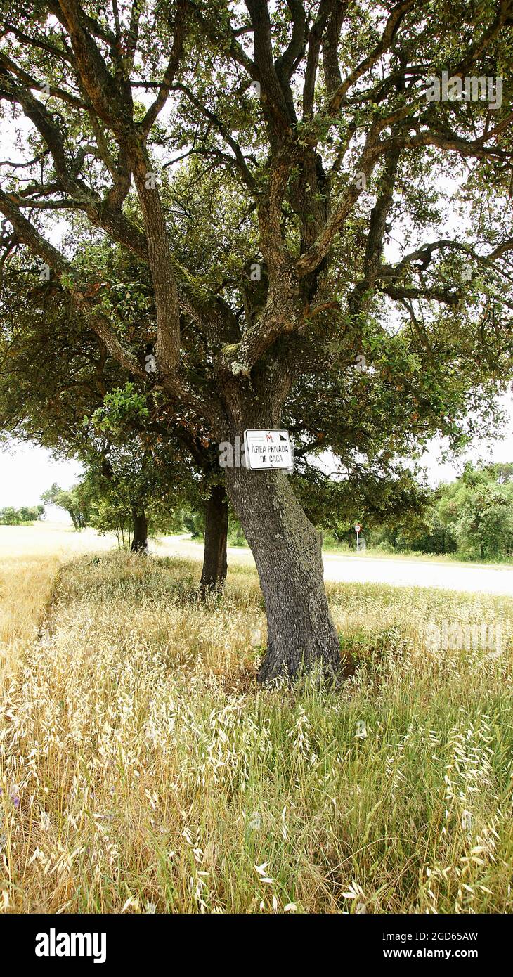 Tree hunt hi-res stock photography and images - Alamy