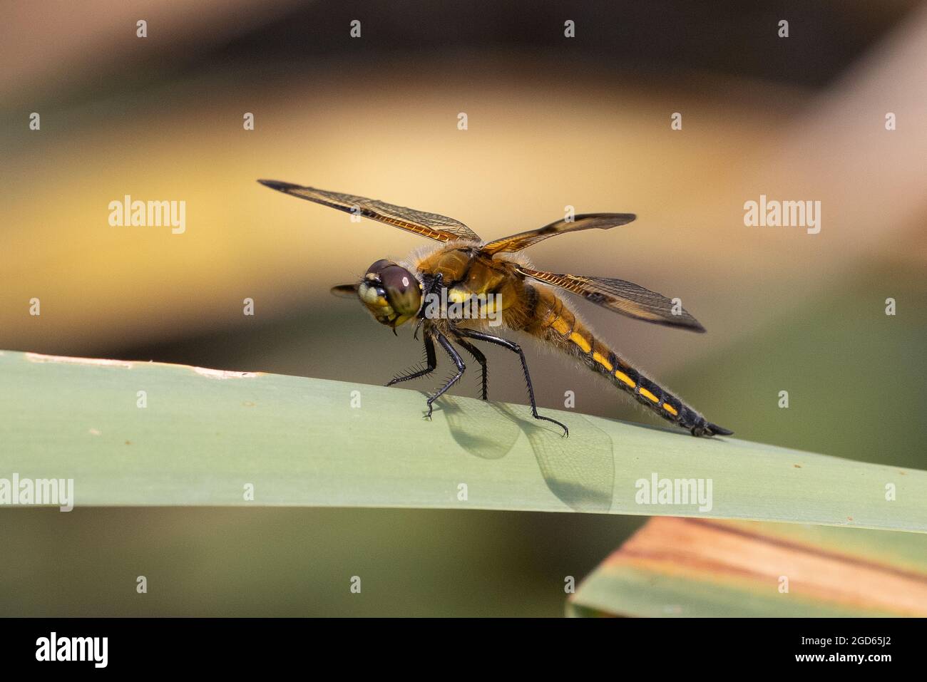 Common chasers hi-res stock photography and images - Alamy
