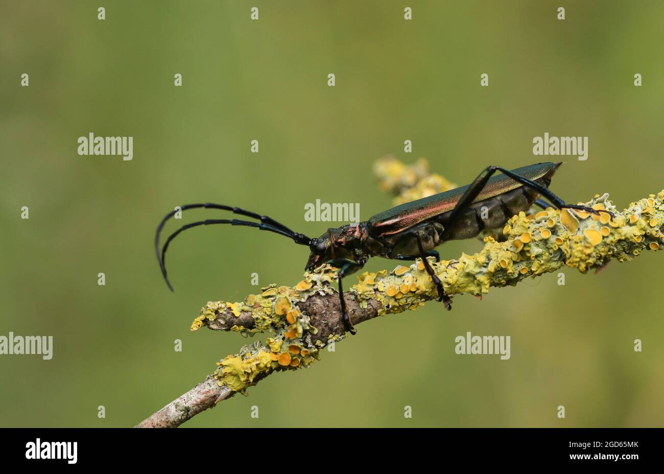A Musk Beetle, Lampyris noctiluca, displaying on a twig Stock Photo - Alamy