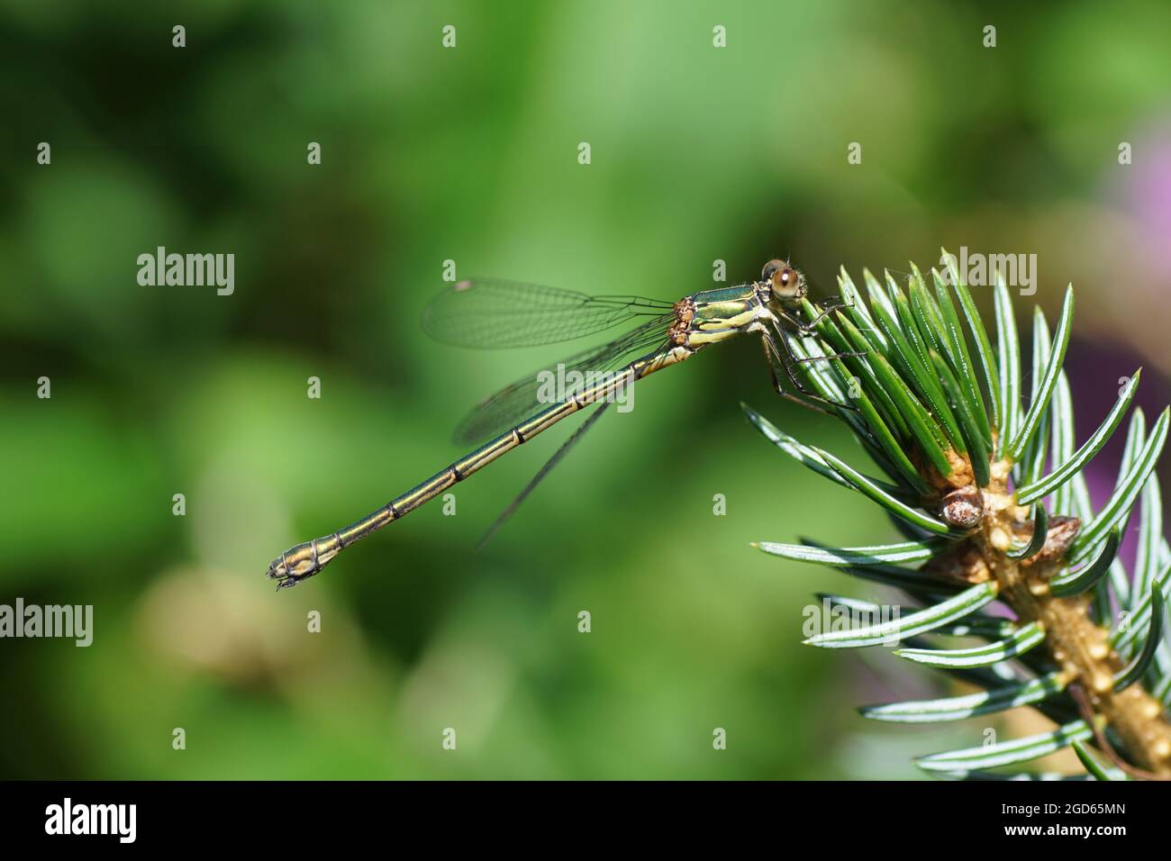 Willow Emerald Damselfly, western willow spreadwing (Lestes viridis or ...