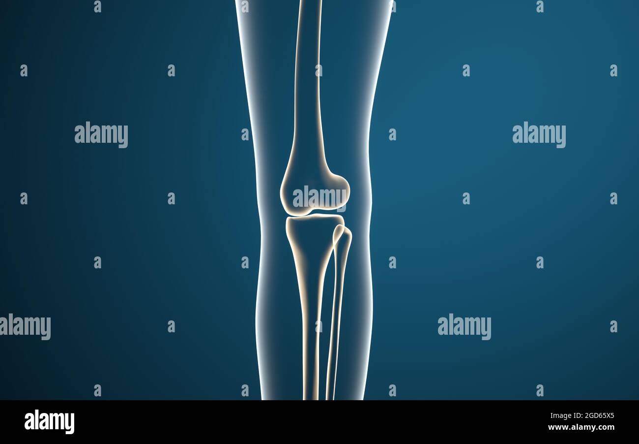Tibia drawing hi-res stock photography and images - Alamy