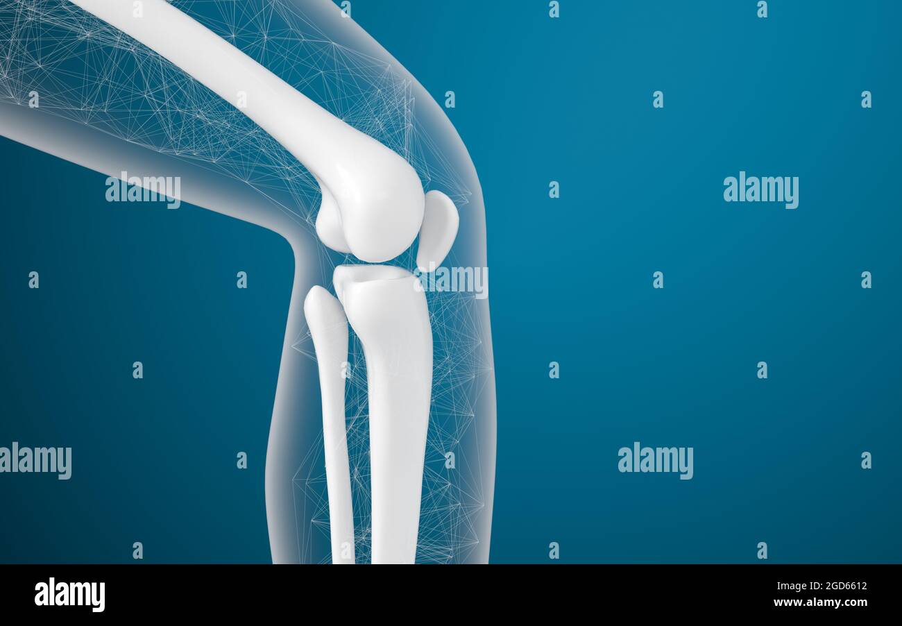 Leg bones and knees, 3d rendering. Computer digital drawing Stock Photo ...
