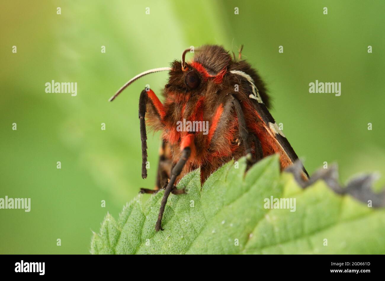 A Garden Tiger Moth, Arctia caja, resting on a stinging nettle plant ...