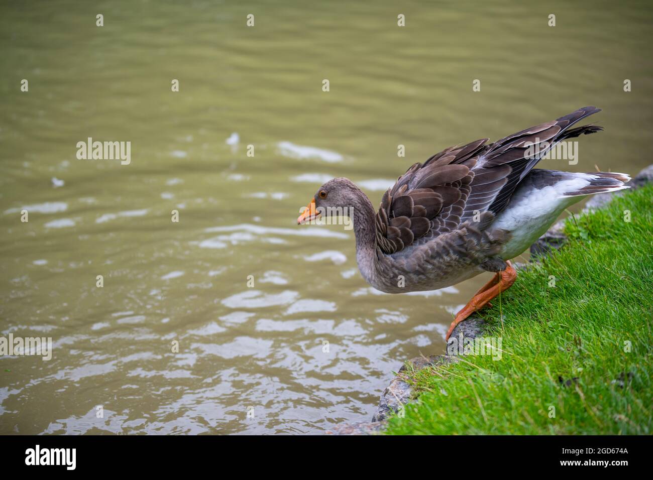 various types of ducks in the middle of munich's english garden Stock ...