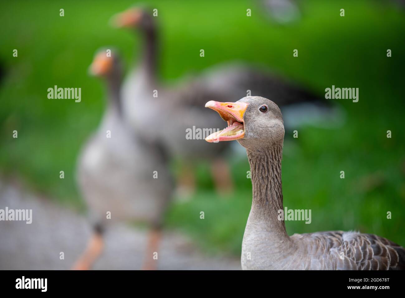 Various beak types hi-res stock photography and images - Alamy