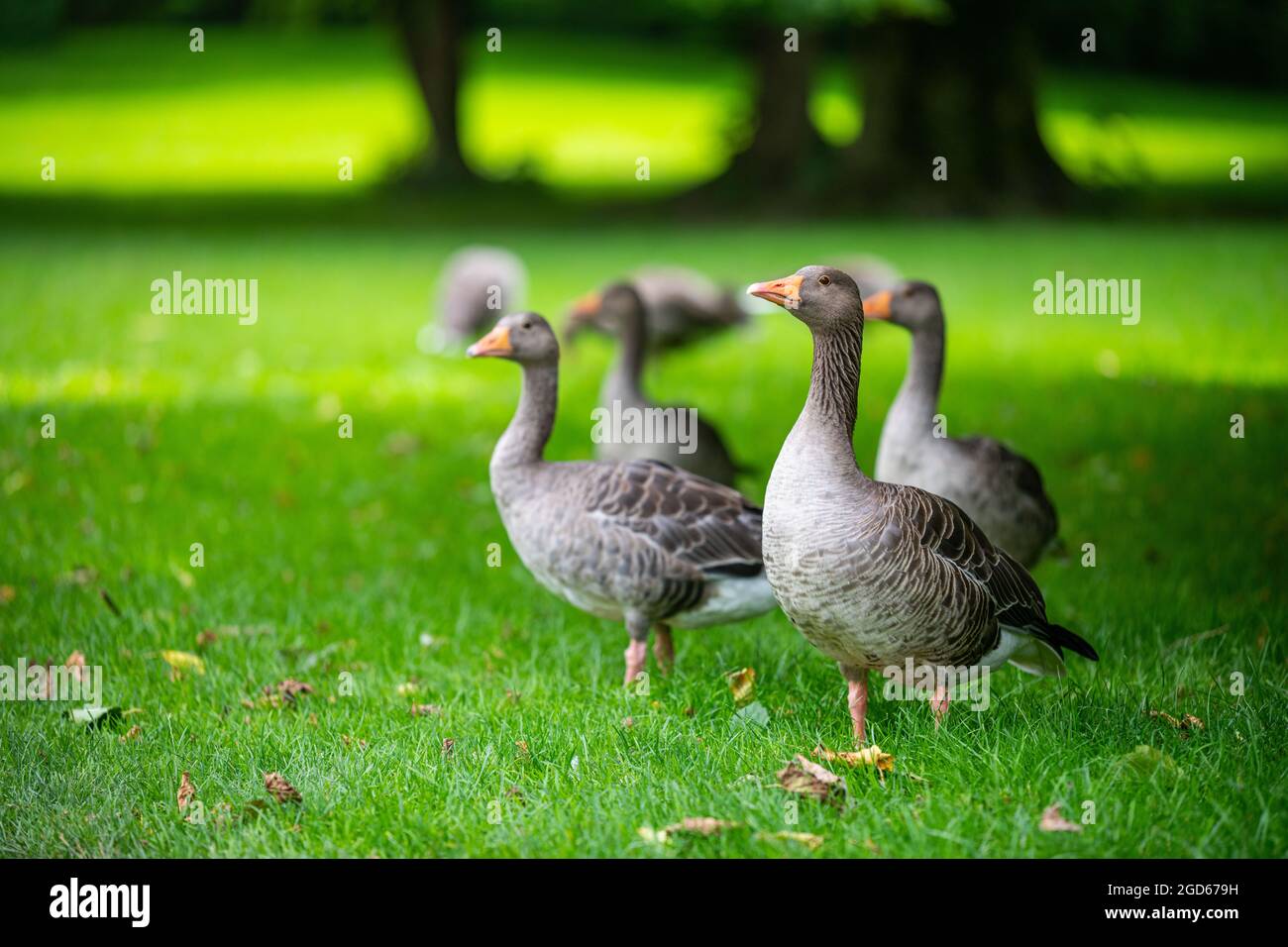 various types of ducks in the middle of munich's english garden Stock ...