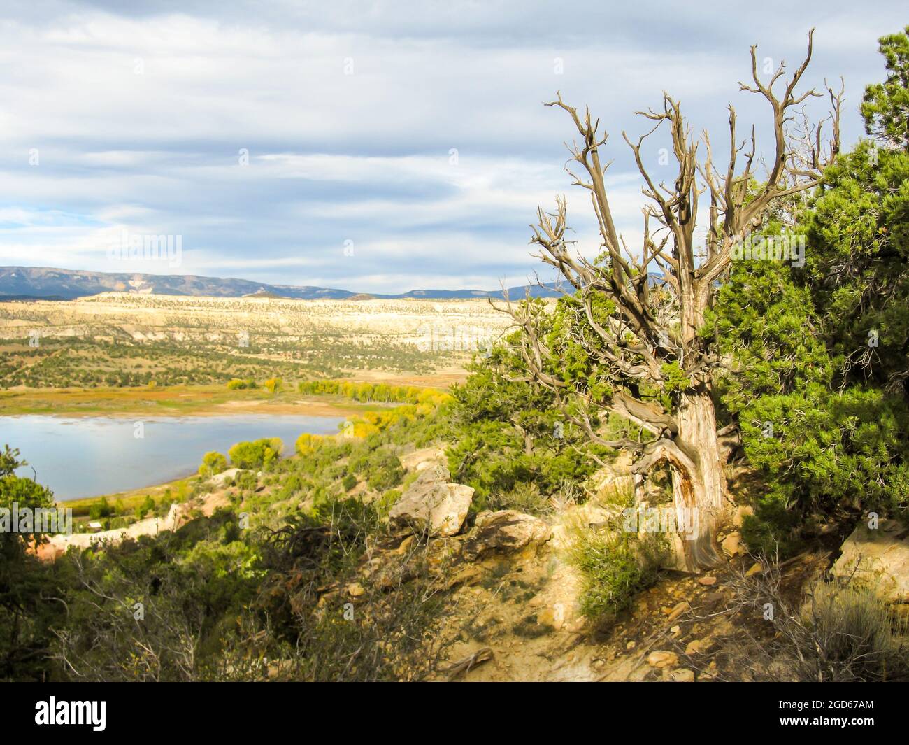 Dead tree in reservoir hi-res stock photography and images - Alamy