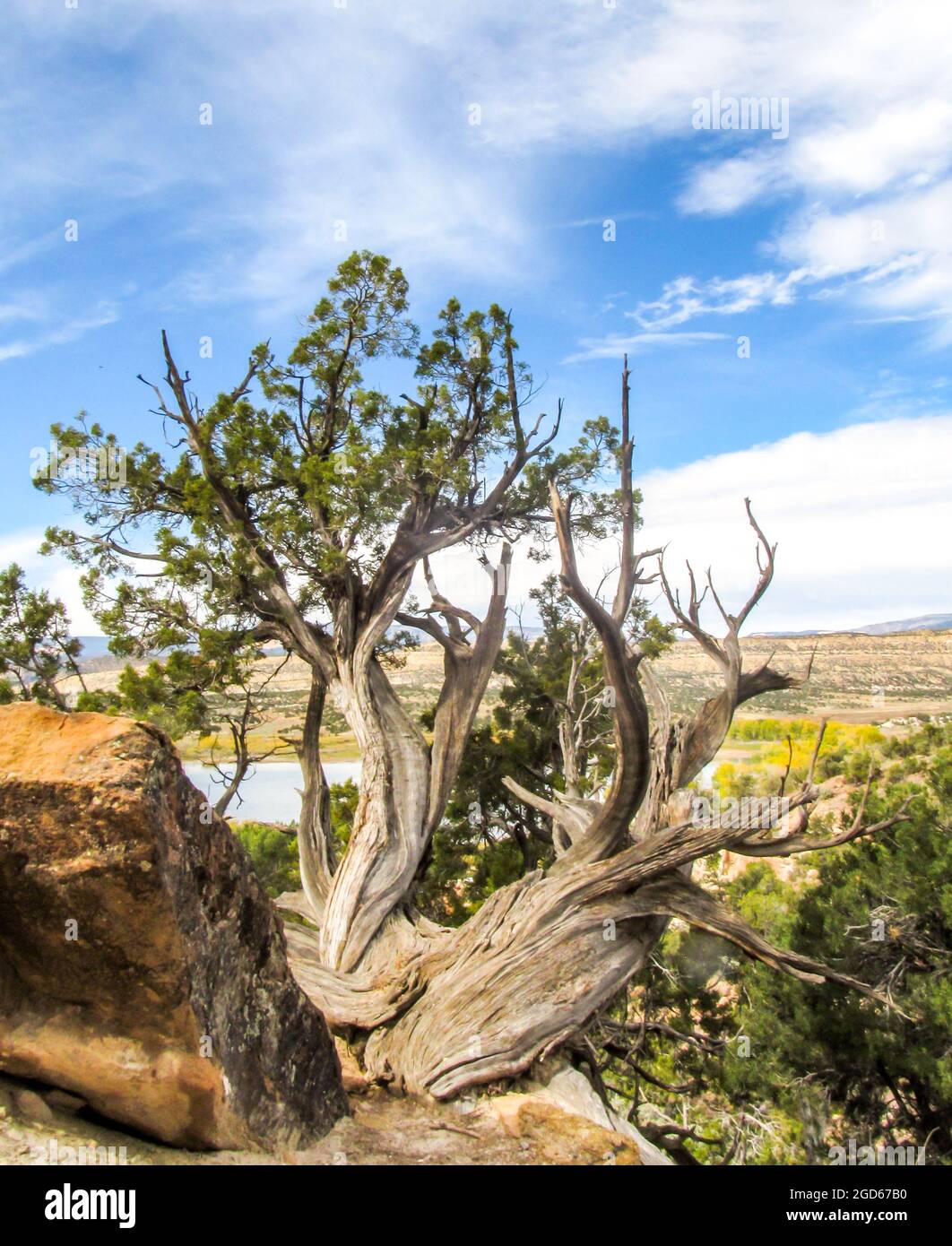 Tree small twisted branches hi-res stock photography and images - Alamy