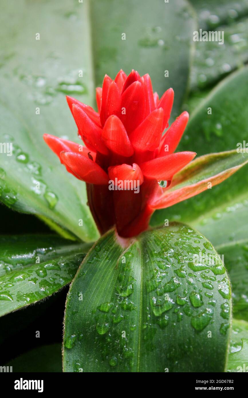 Bright pink bromeliad flower growing in the summer flower garden Stock ...
