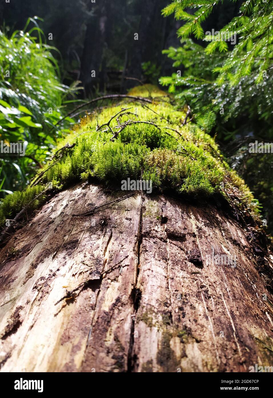 High humidity plants hi-res stock photography and images - Alamy