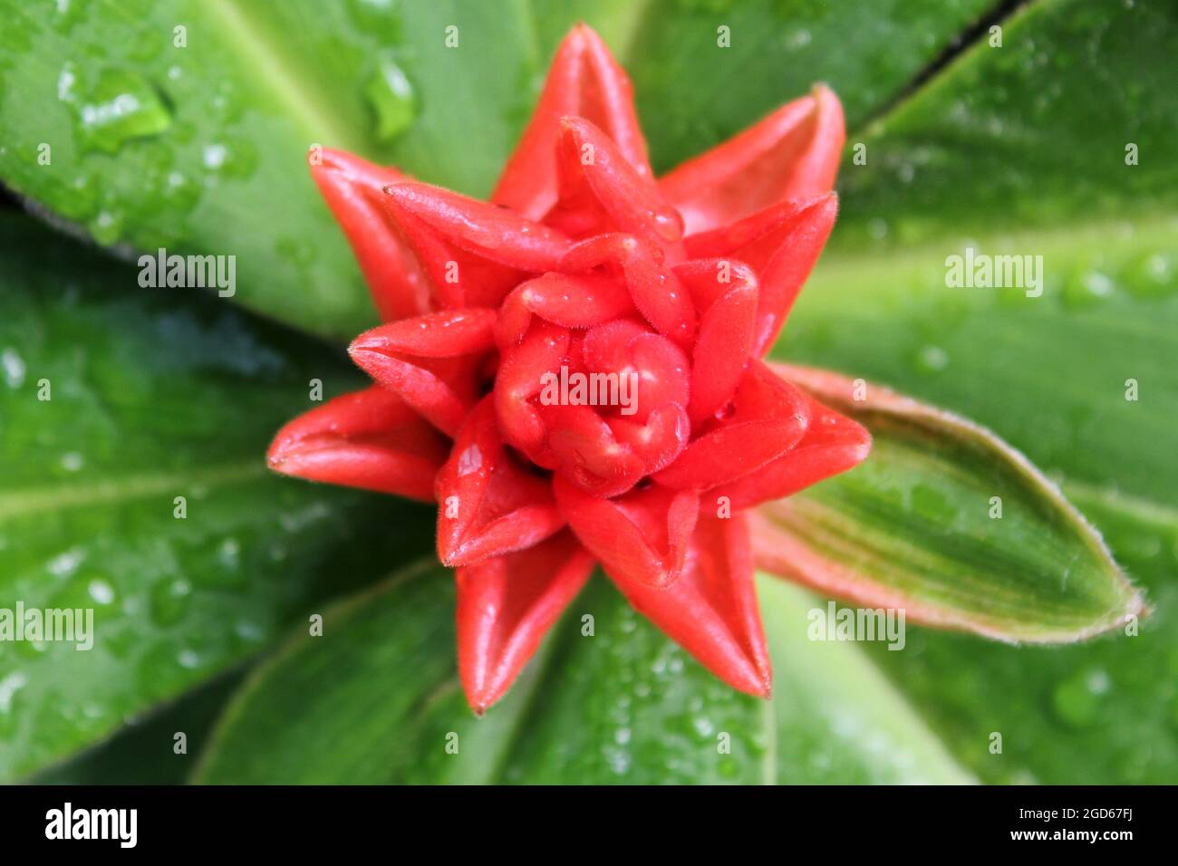 Bright pink bromeliad flower growing in the summer flower garden Stock ...