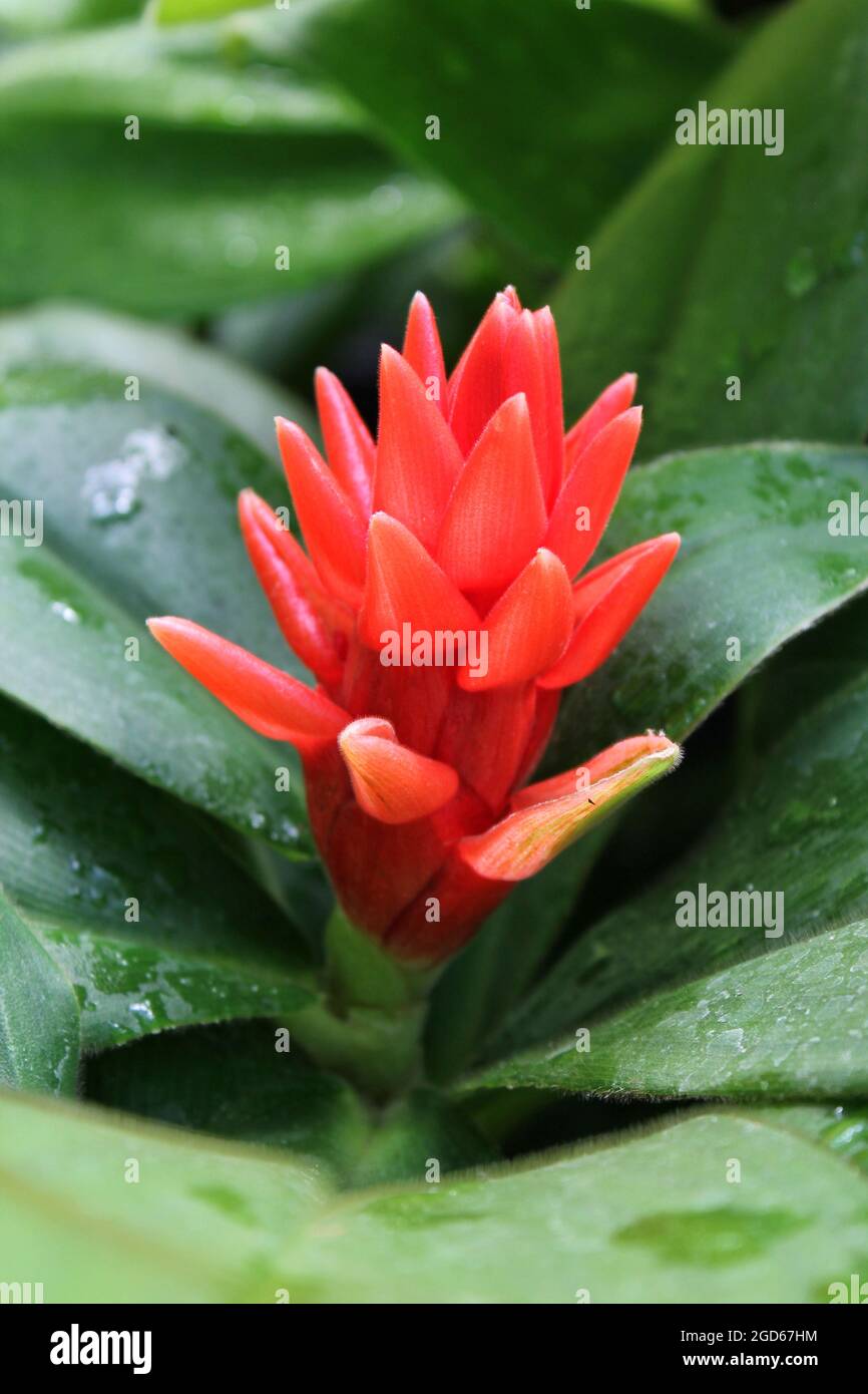 Bright pink bromeliad flower growing in the summer flower garden Stock ...