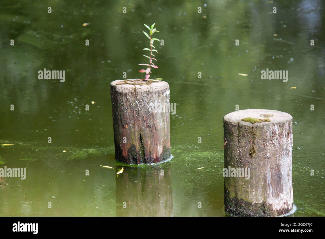 Closeup of two stumps in the pond Stock Photo - Alamy