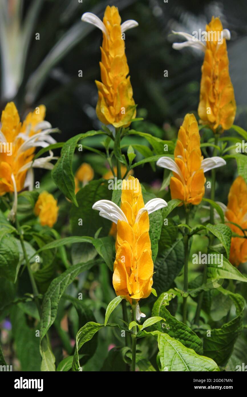 Bright yellow spike flowers growing in the summer flower garden Stock ...