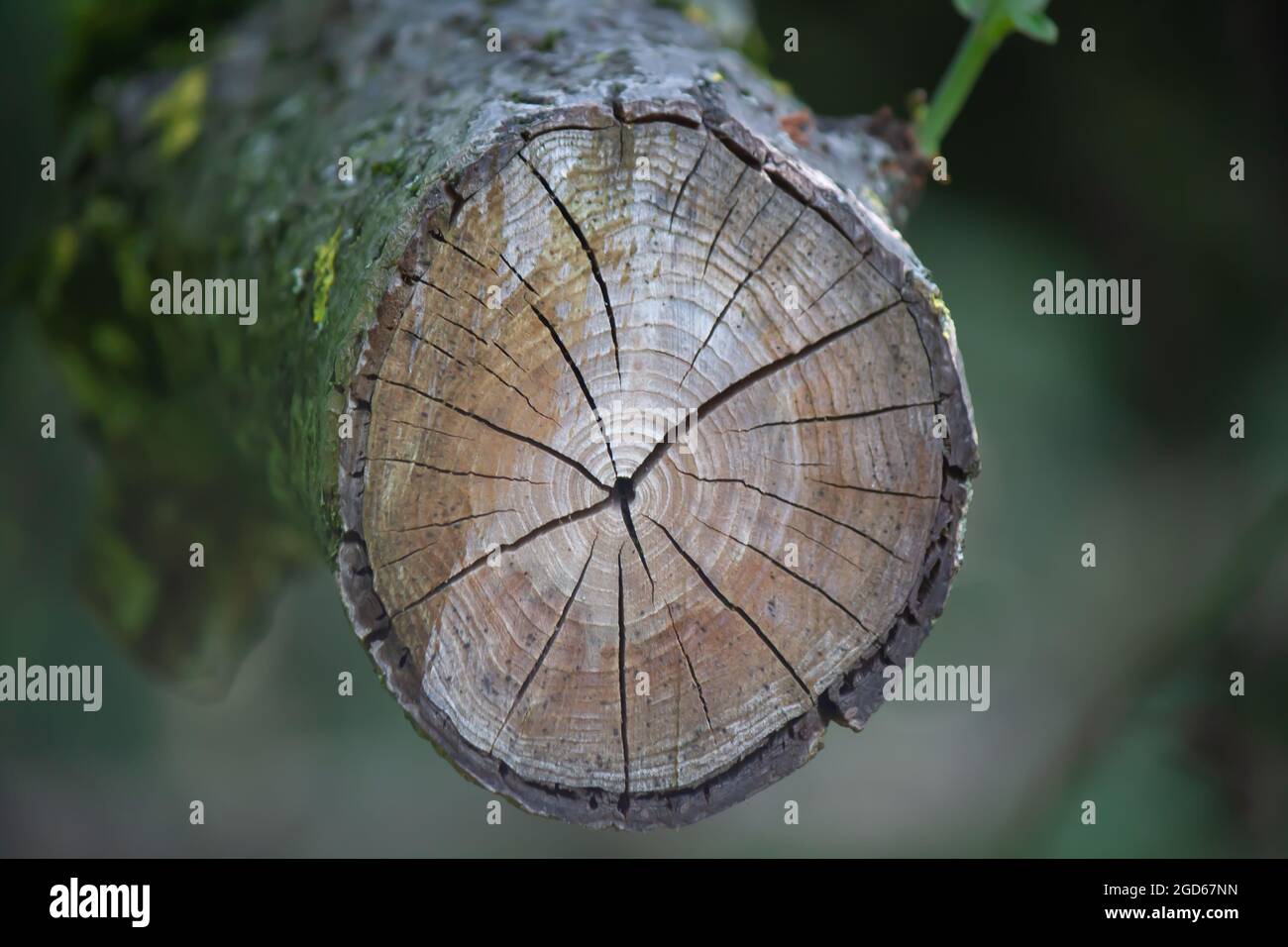 Closeup of the stump details. Shallow focus Stock Photo - Alamy