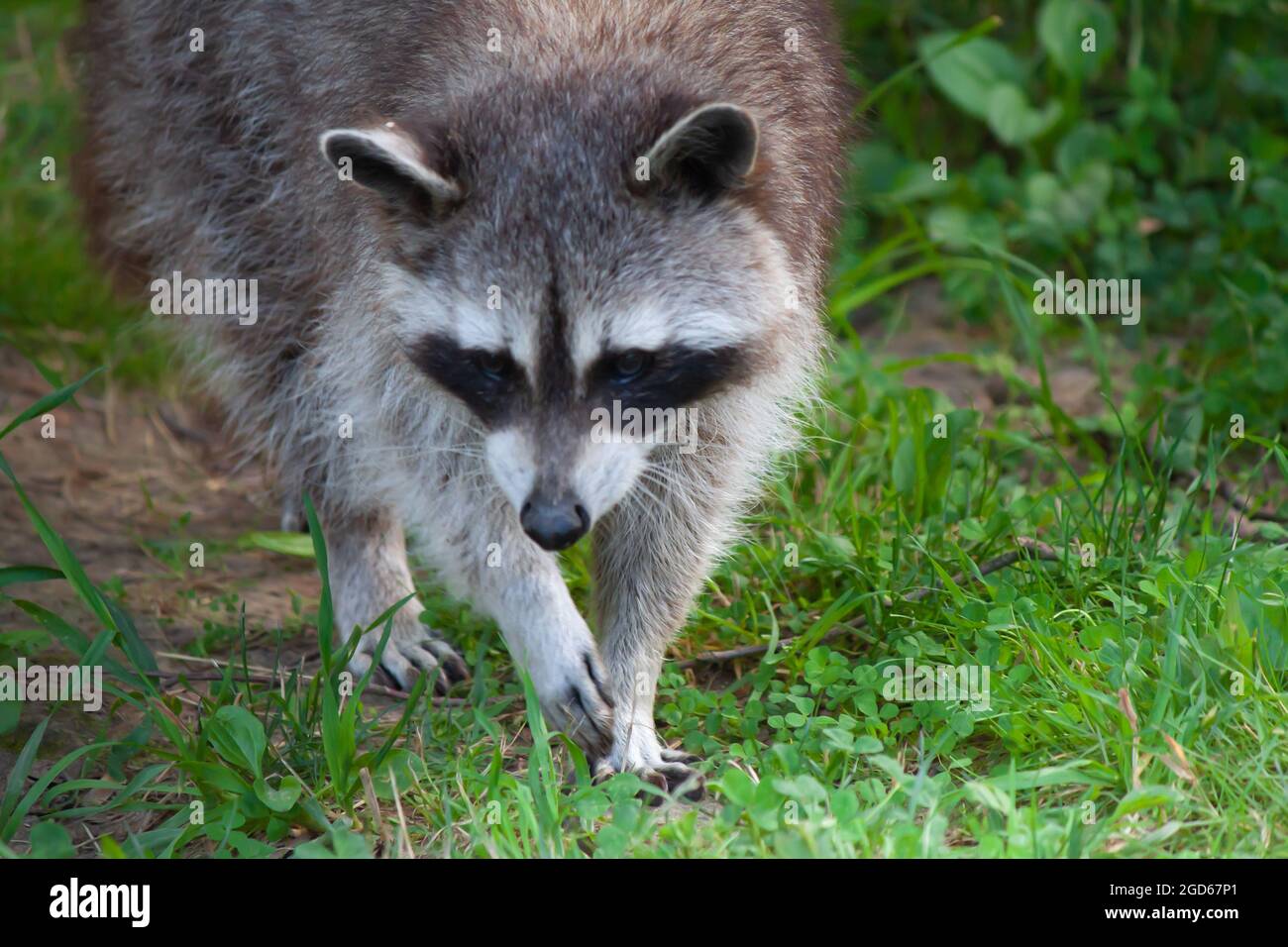 Closeup of a raccoon. Small mammals Stock Photo - Alamy