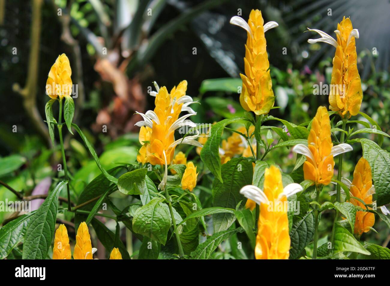 Bright yellow spike flowers growing in the summer flower garden Stock ...