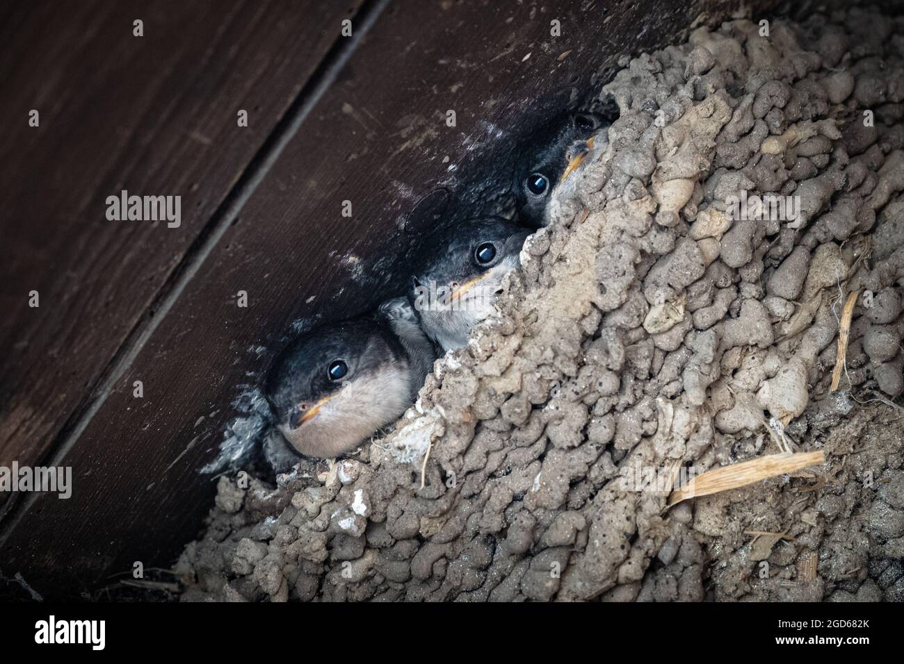 Younglings hi-res stock photography and images - Alamy