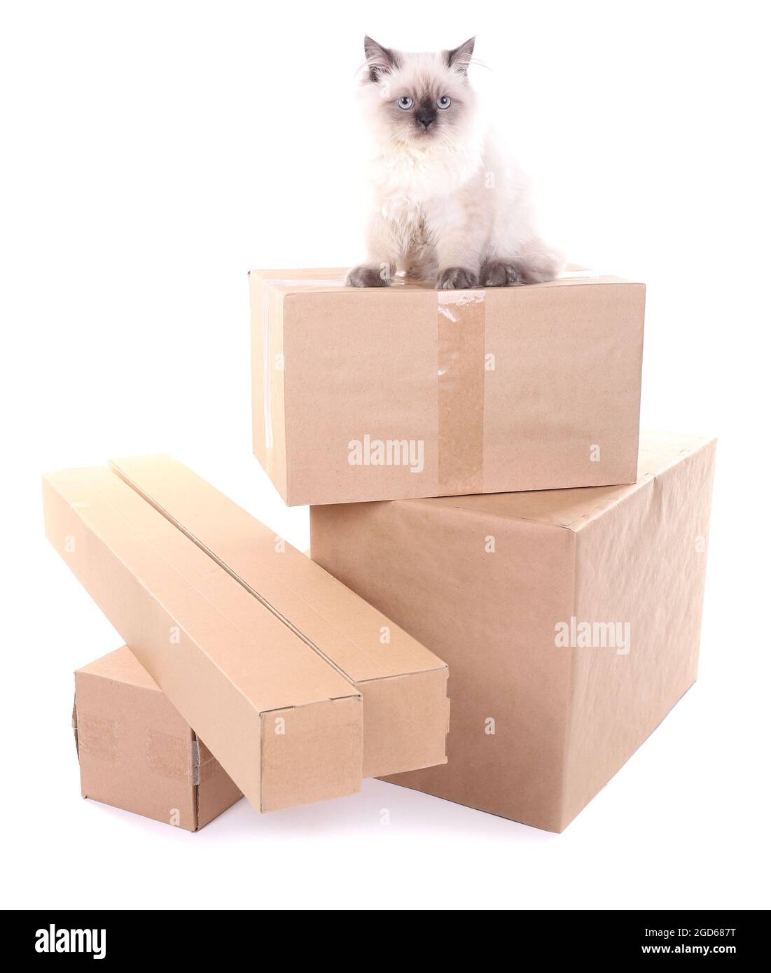 Beautiful cat with boxes isolated on white Stock Photo - Alamy