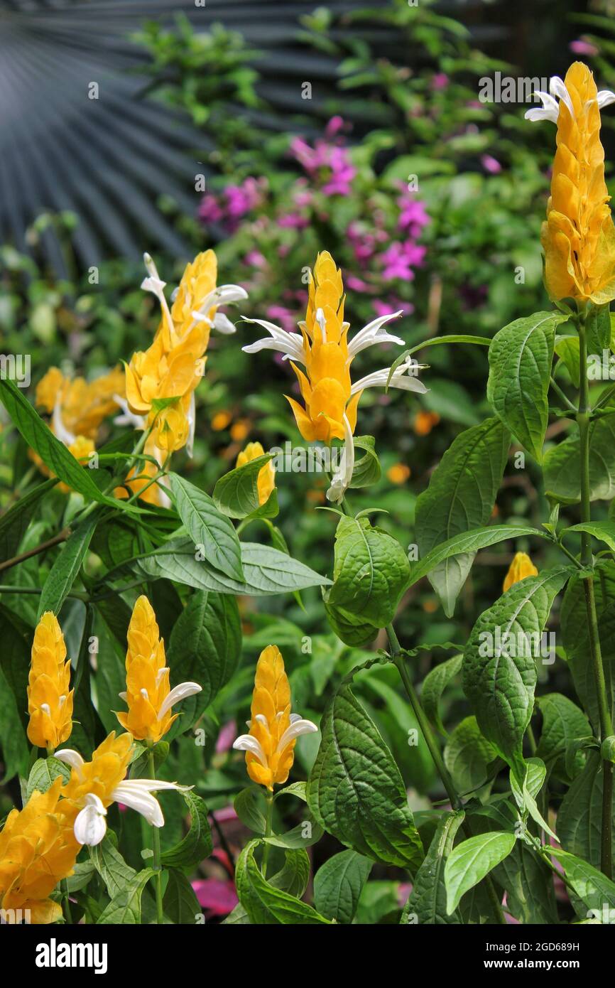 Bright yellow spike flowers growing in the summer flower garden Stock ...