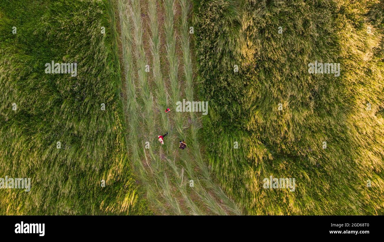 Natural grass texture, Aerial view of park Stock Photo - Alamy