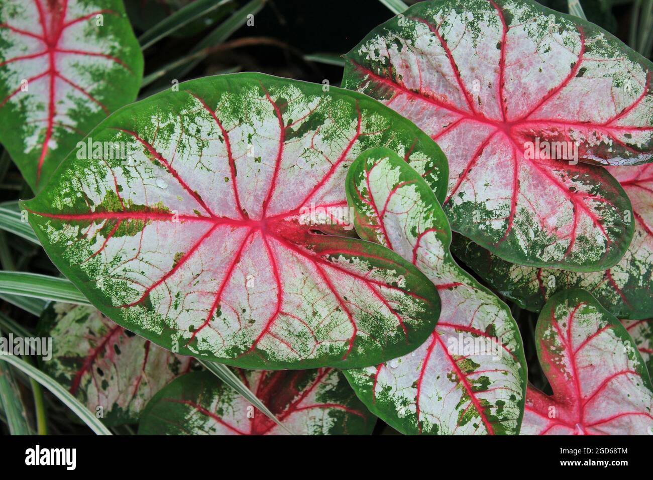 Colorful and cheerful angel's wings growing in the summer flower garden ...