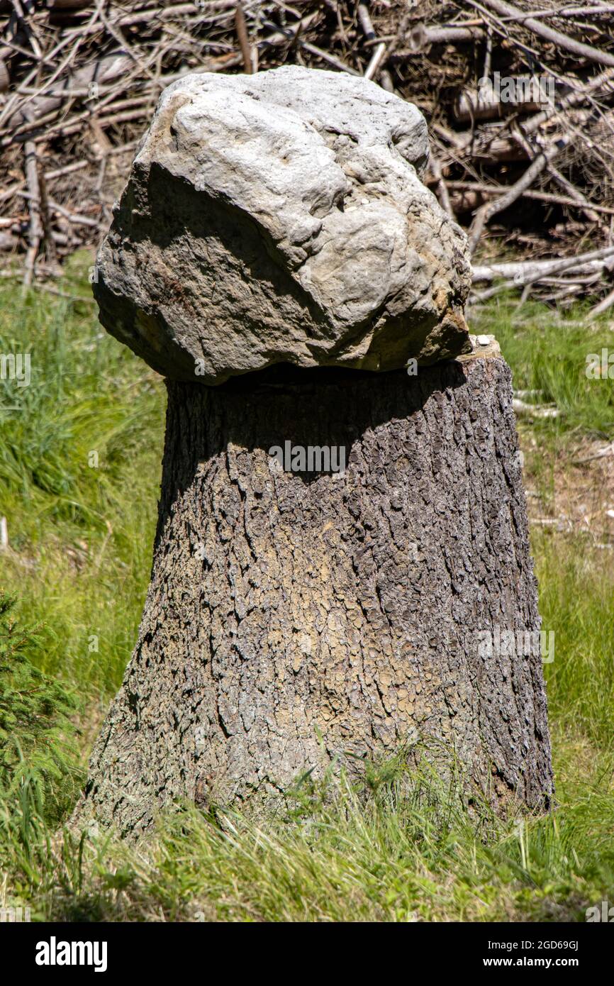 Large stone boulder on an tree stump at forest Stock Photo - Alamy