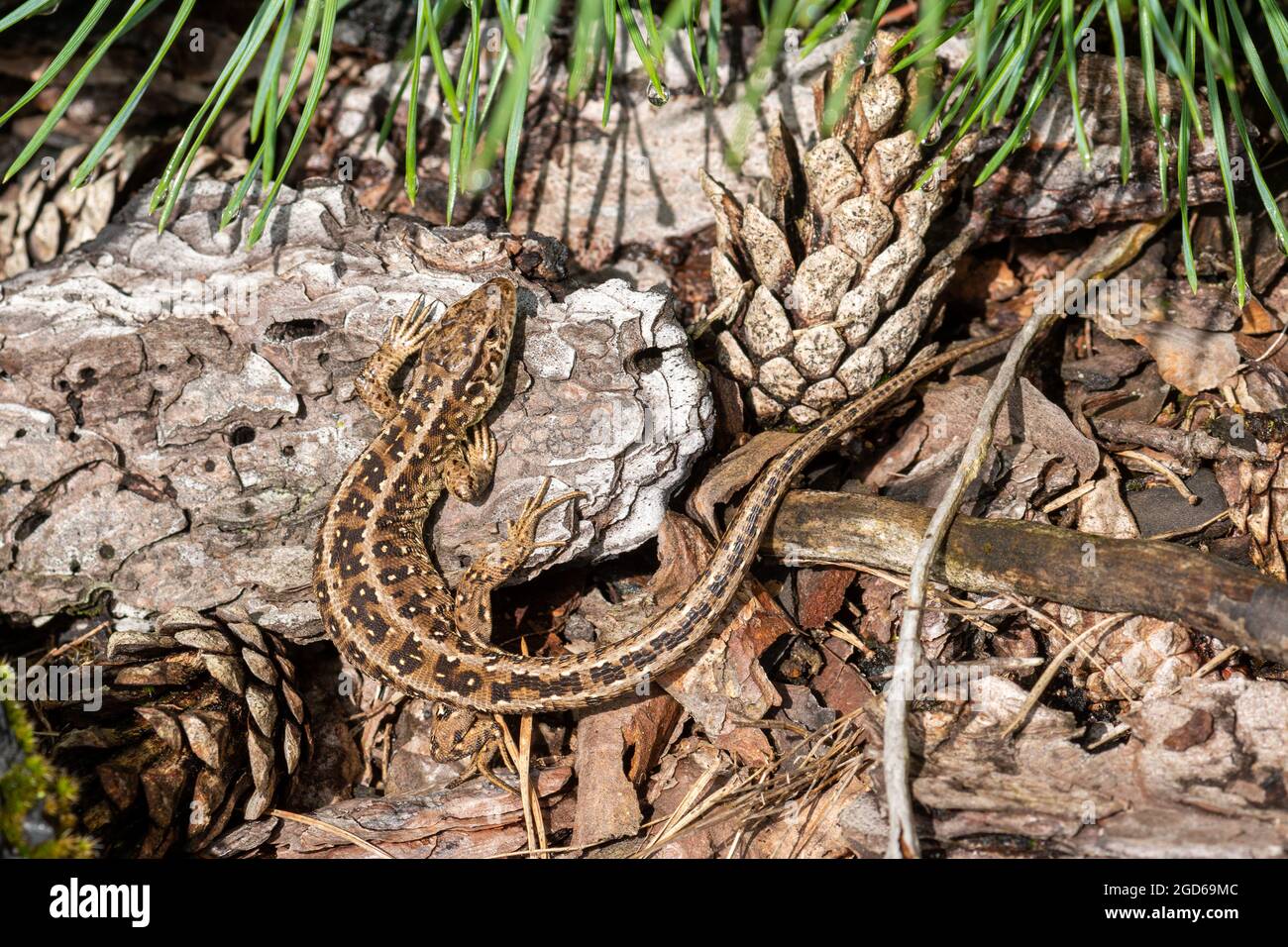 English lizards hi-res stock photography and images - Alamy