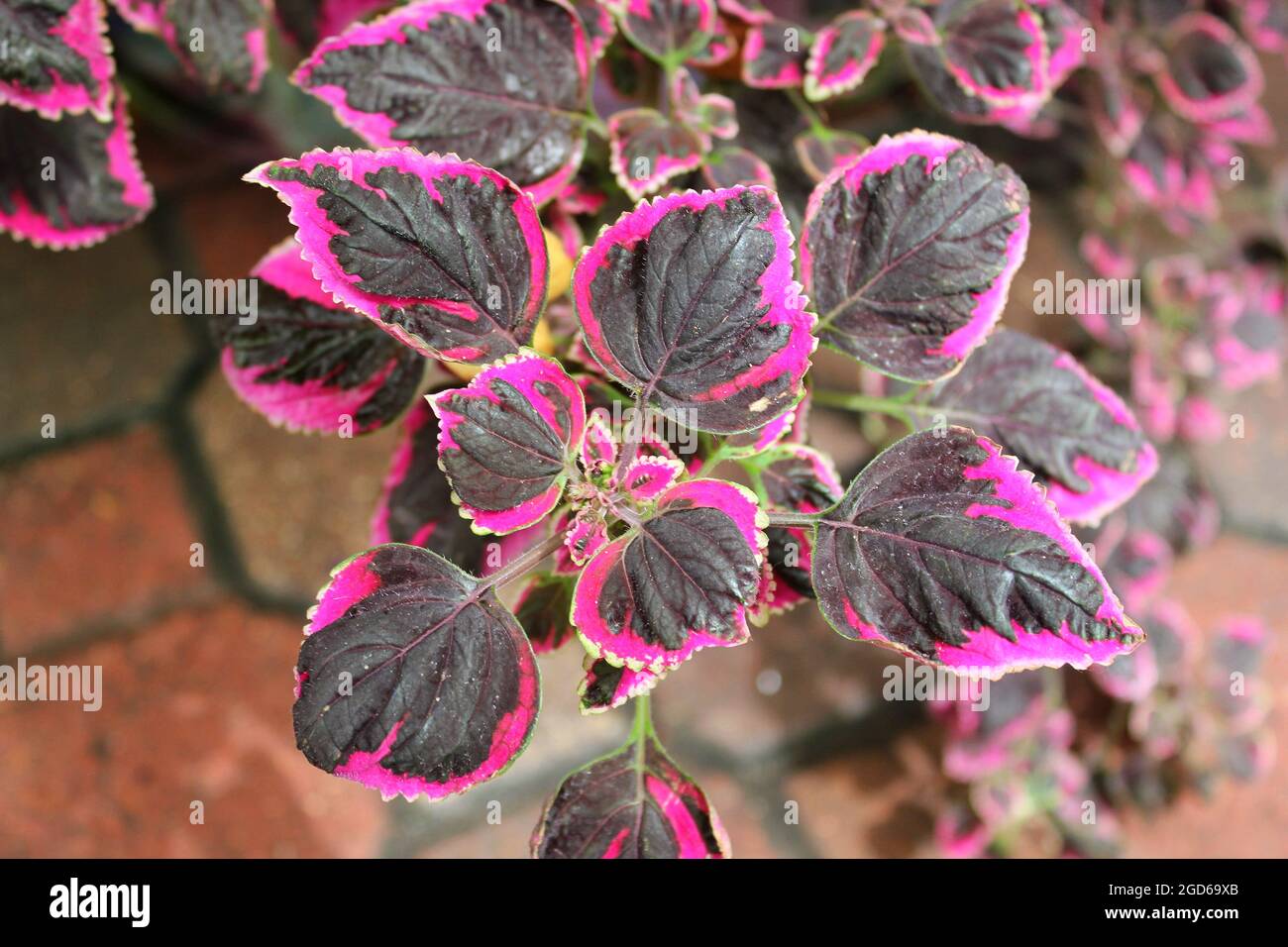 Hot pink and green coleus plants and flowers growing in the summer ...