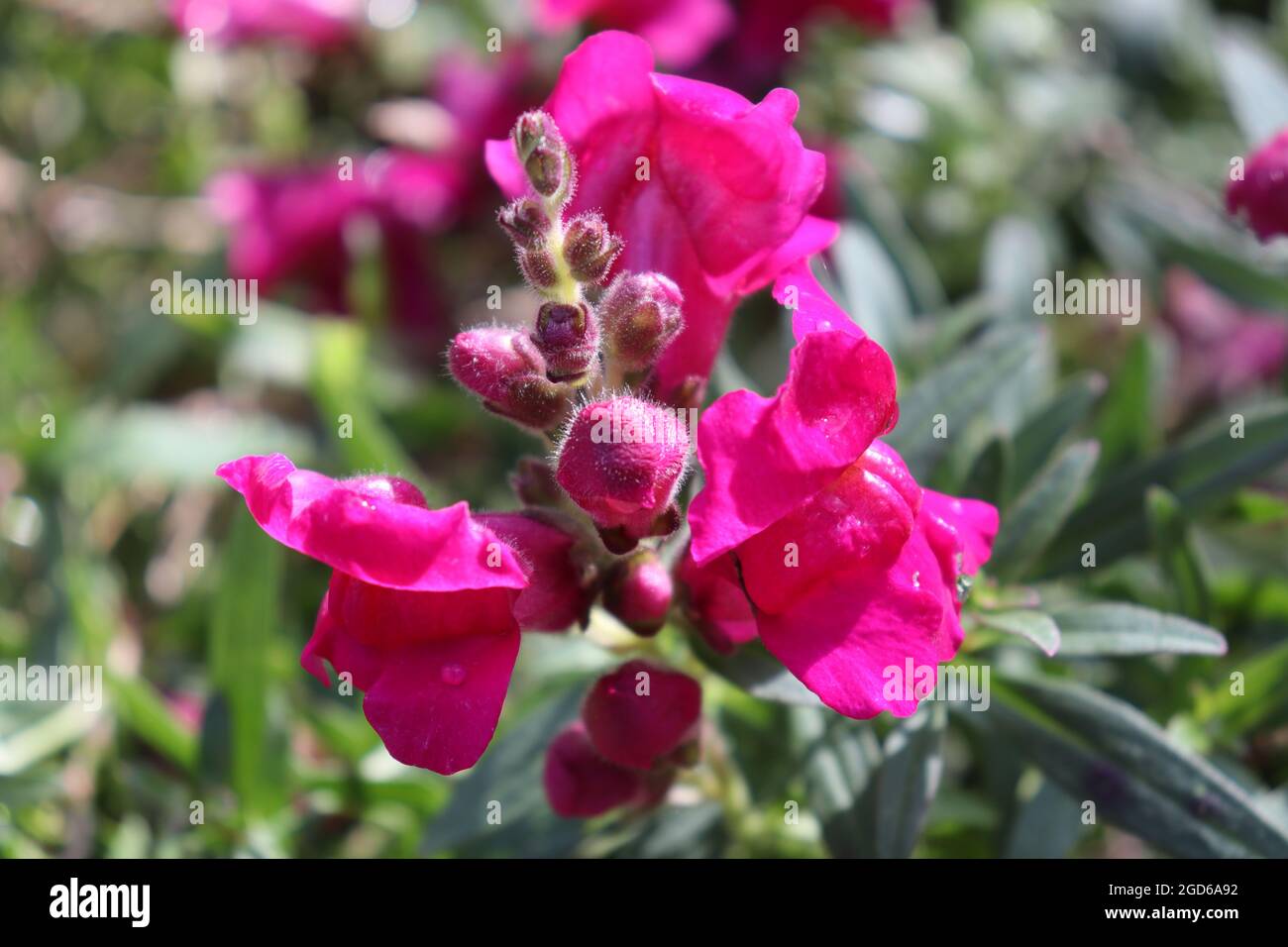 Pink Muflier flower growing in a garden Stock Photo - Alamy