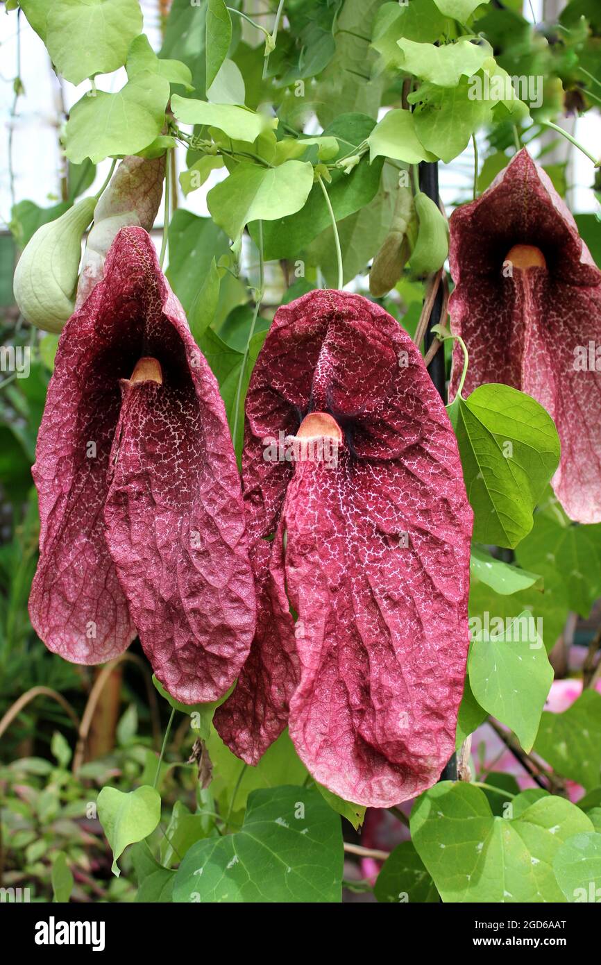 Tropical purple elephant ear flower growing in the summer flower garden ...