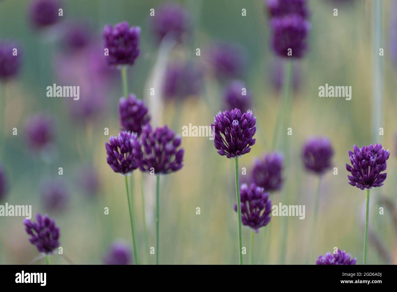 Wild onions hi-res stock photography and images - Alamy