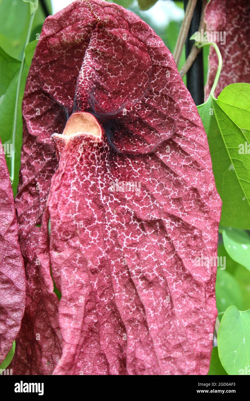 Tropical purple elephant ear flower growing in the summer flower garden ...