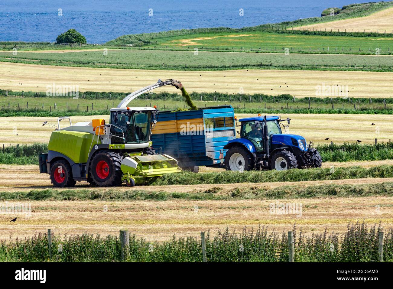 Agriculture - Farm workers collecting silage in the fields near the ...