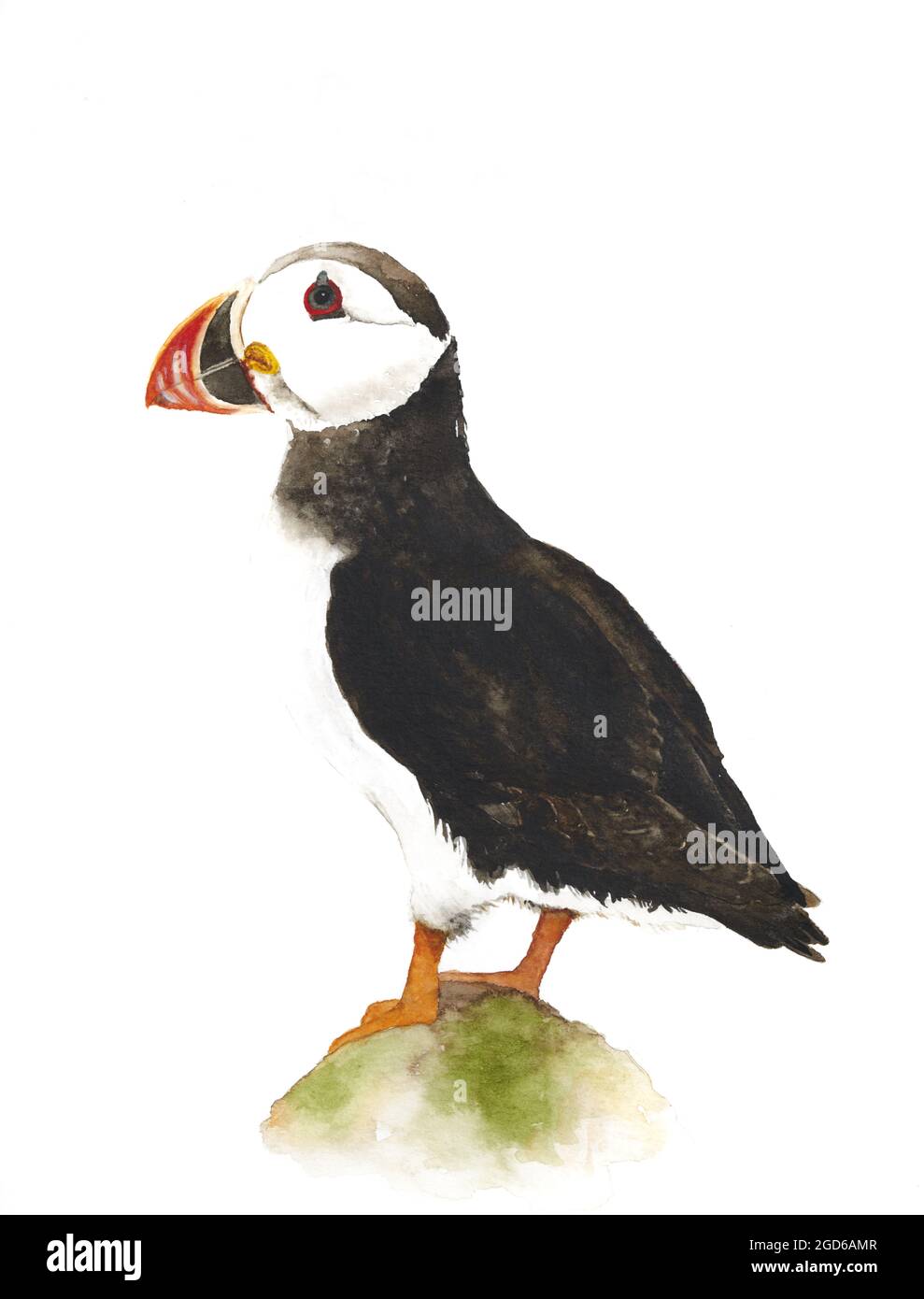 Puffin watercolor hi-res stock photography and images - Alamy