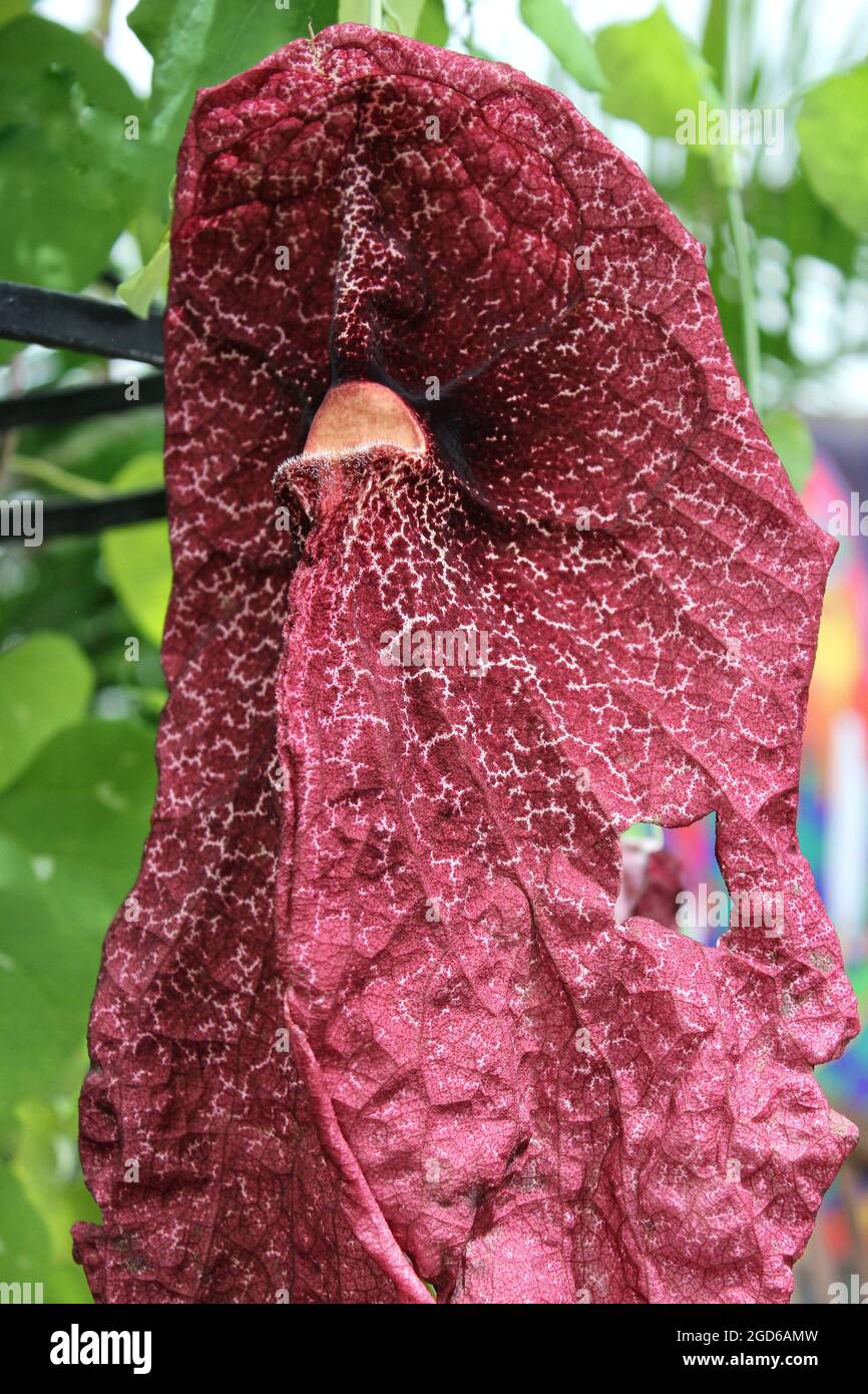Tropical purple elephant ear flower growing in the summer flower garden ...