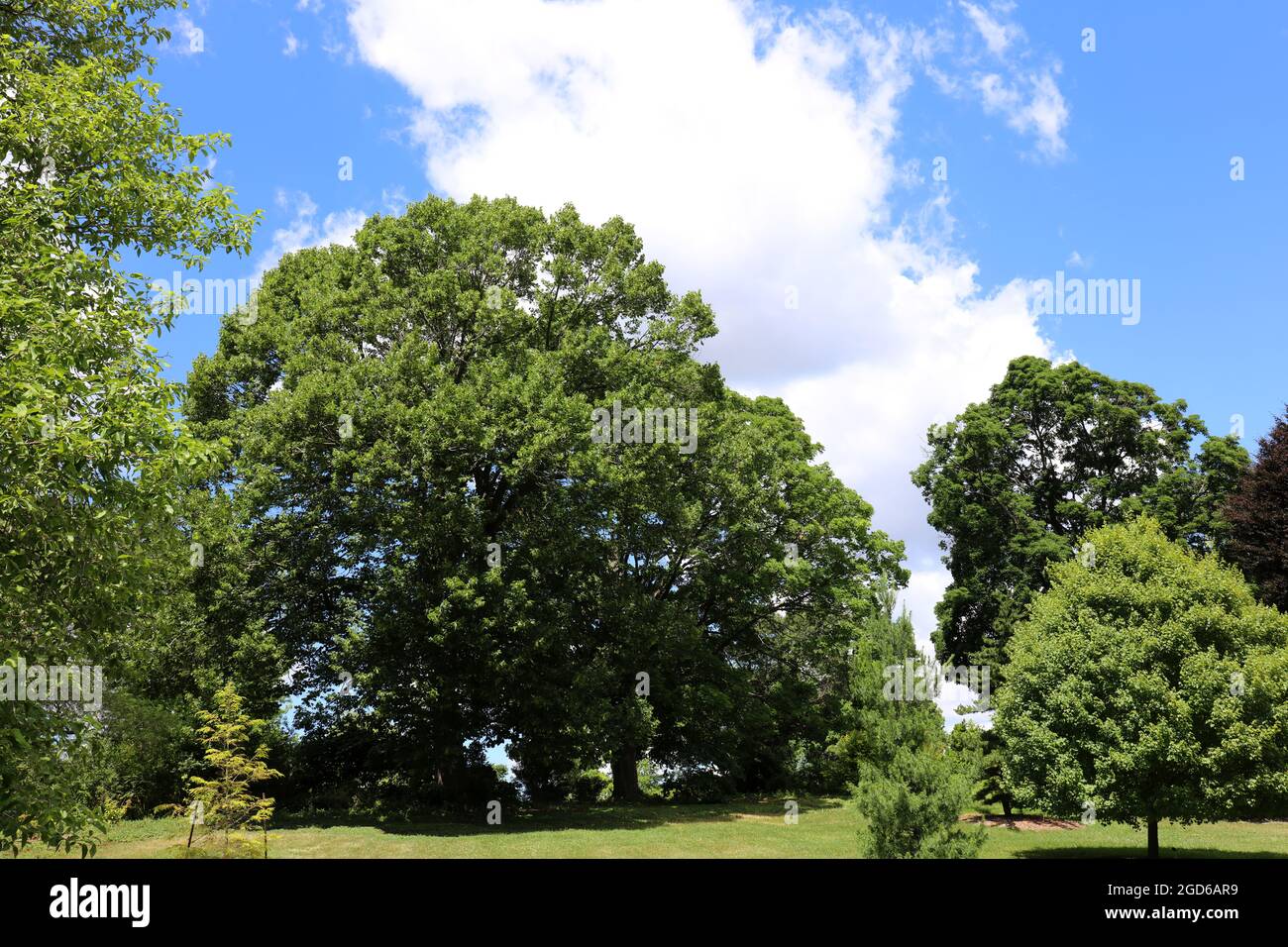 A collection of various deciduous trees of varying sizes and shapes ...