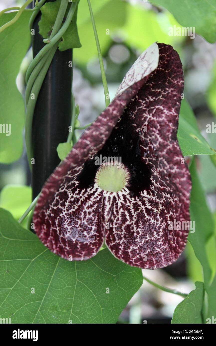 Tropical purple elephant ear flower growing in the summer flower garden ...