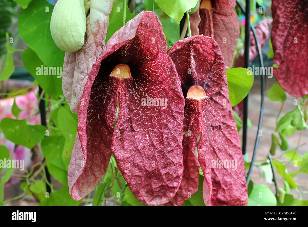 Tropical purple elephant ear flower growing in the summer flower garden ...