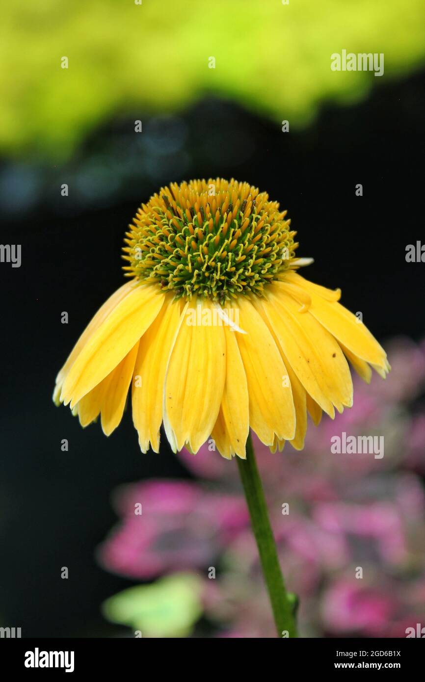 Simple plain yellow daisy growing in the summer flower garden Stock ...