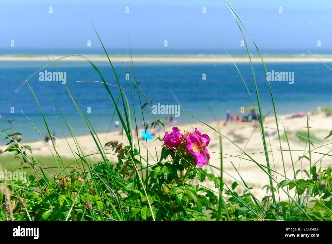 Cape Cod Wild Rose flower near Chatham Lighthouse beach Stock Photo - Alamy