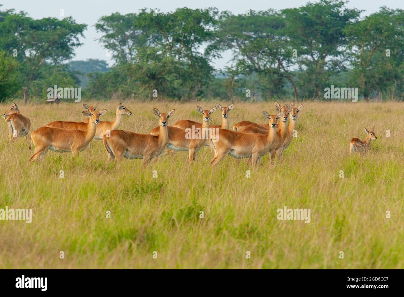female impala Queen Elizabeht Park Uganda Stock Photo - Alamy