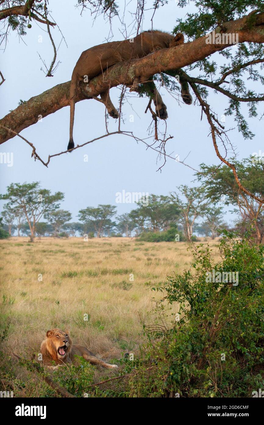 The famous Lions climbing trees in Queen Elizabeth National Park in ...