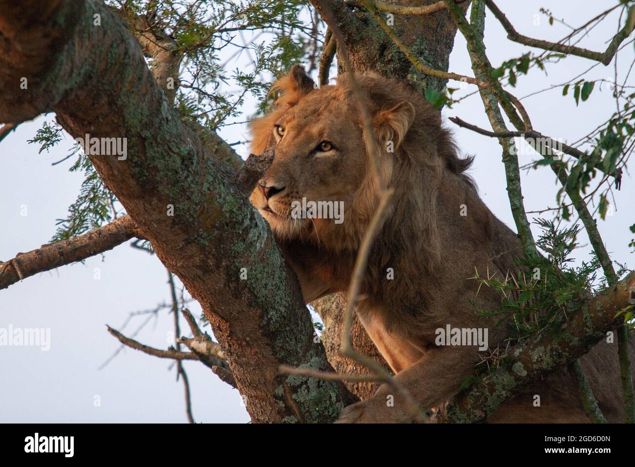 The famous Lions climbing trees in Queen Elizabeth National Park in ...