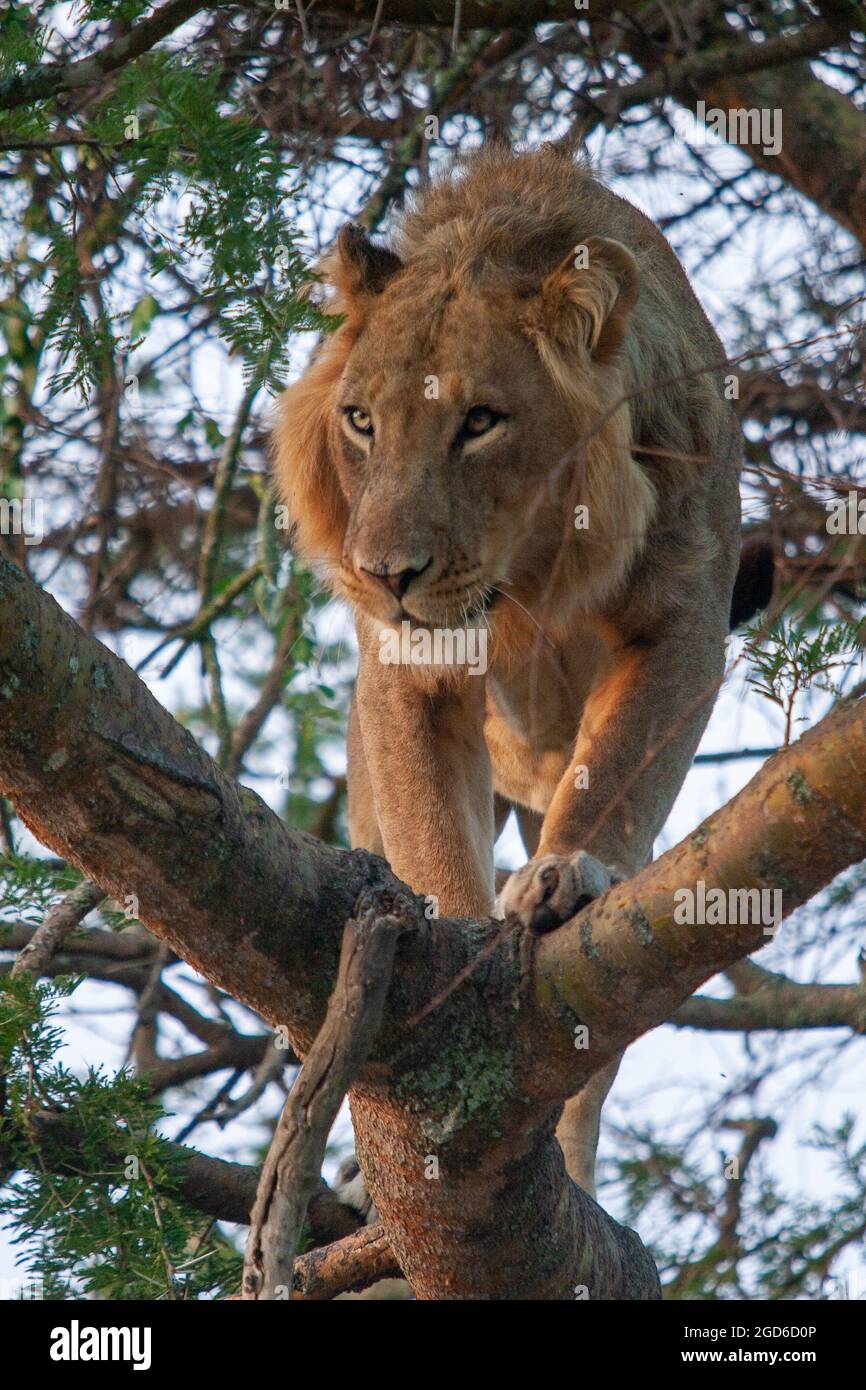 The famous Lions climbing trees in Queen Elizabeth National Park in ...