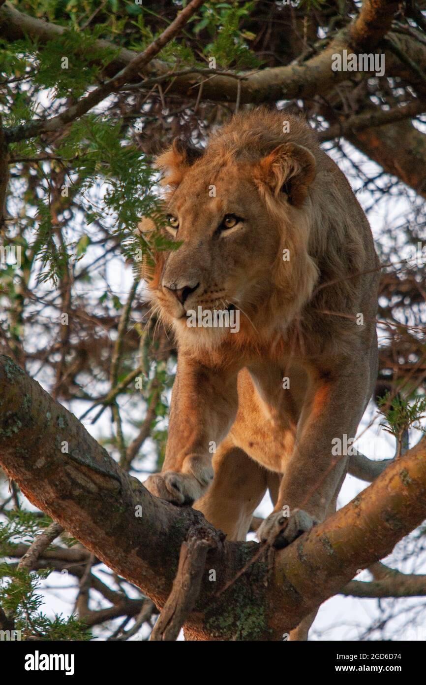 The famous Lions climbing trees in Queen Elizabeth National Park in ...