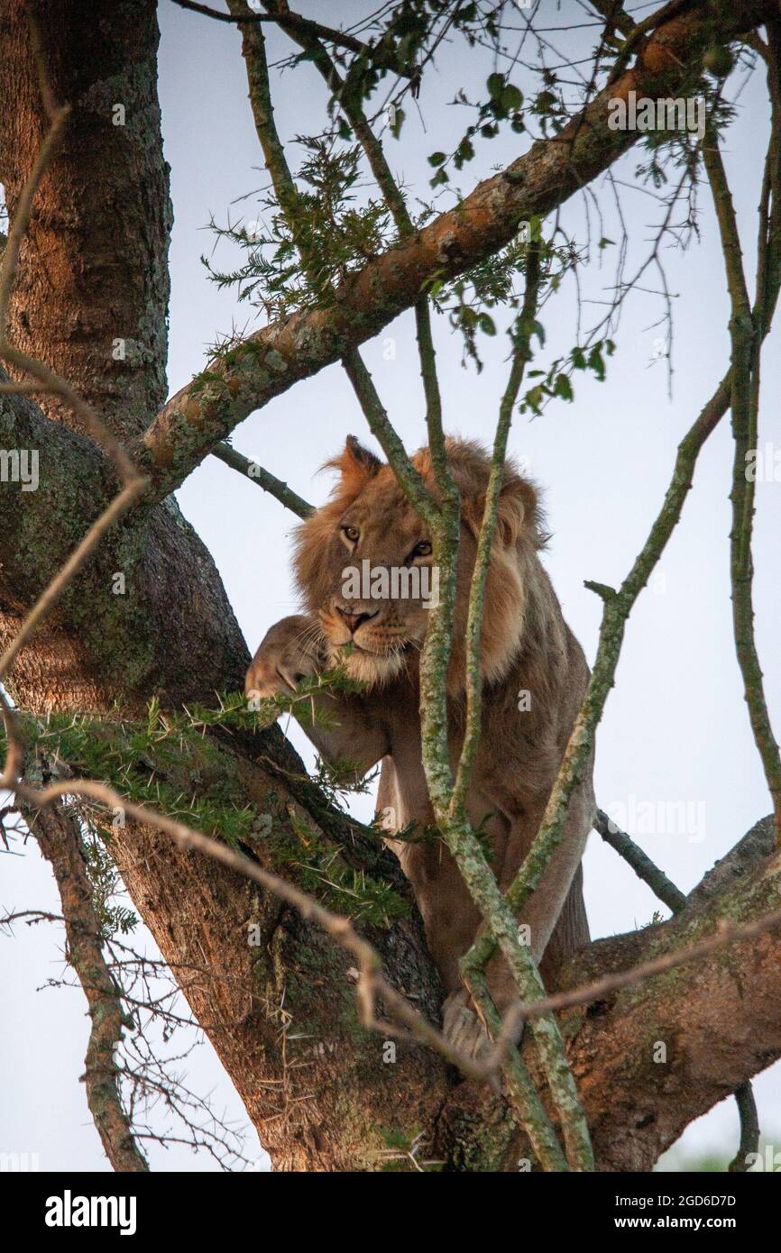 The famous Lions climbing trees in Queen Elizabeth National Park in ...