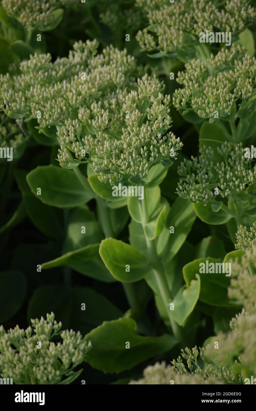 Live forever stonecrop hi-res stock photography and images - Alamy