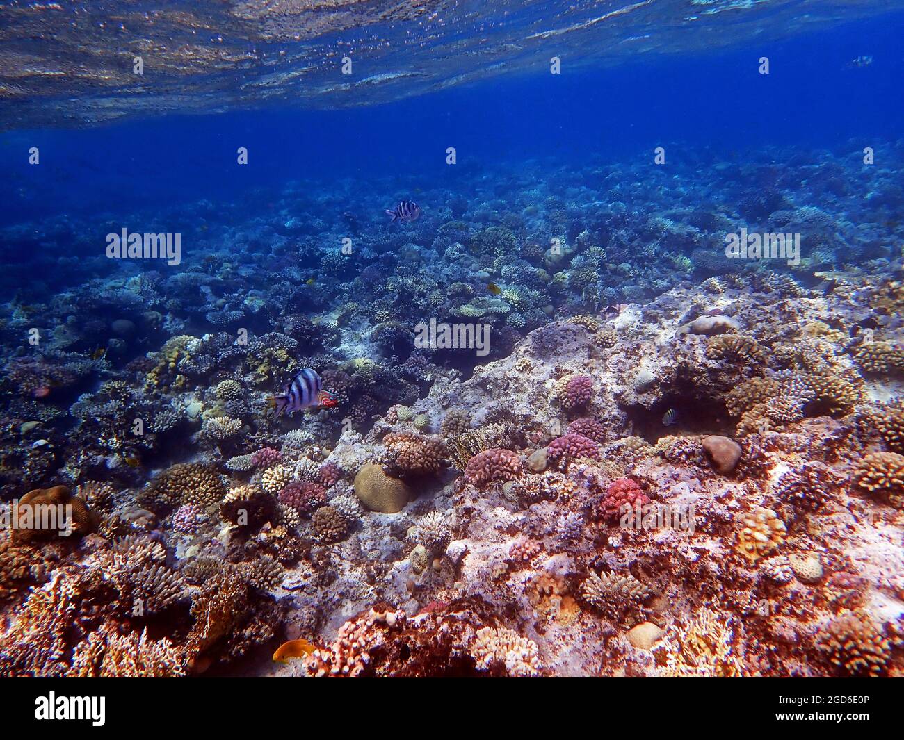Underwater scenes with corals in Red Sea Stock Photo - Alamy
